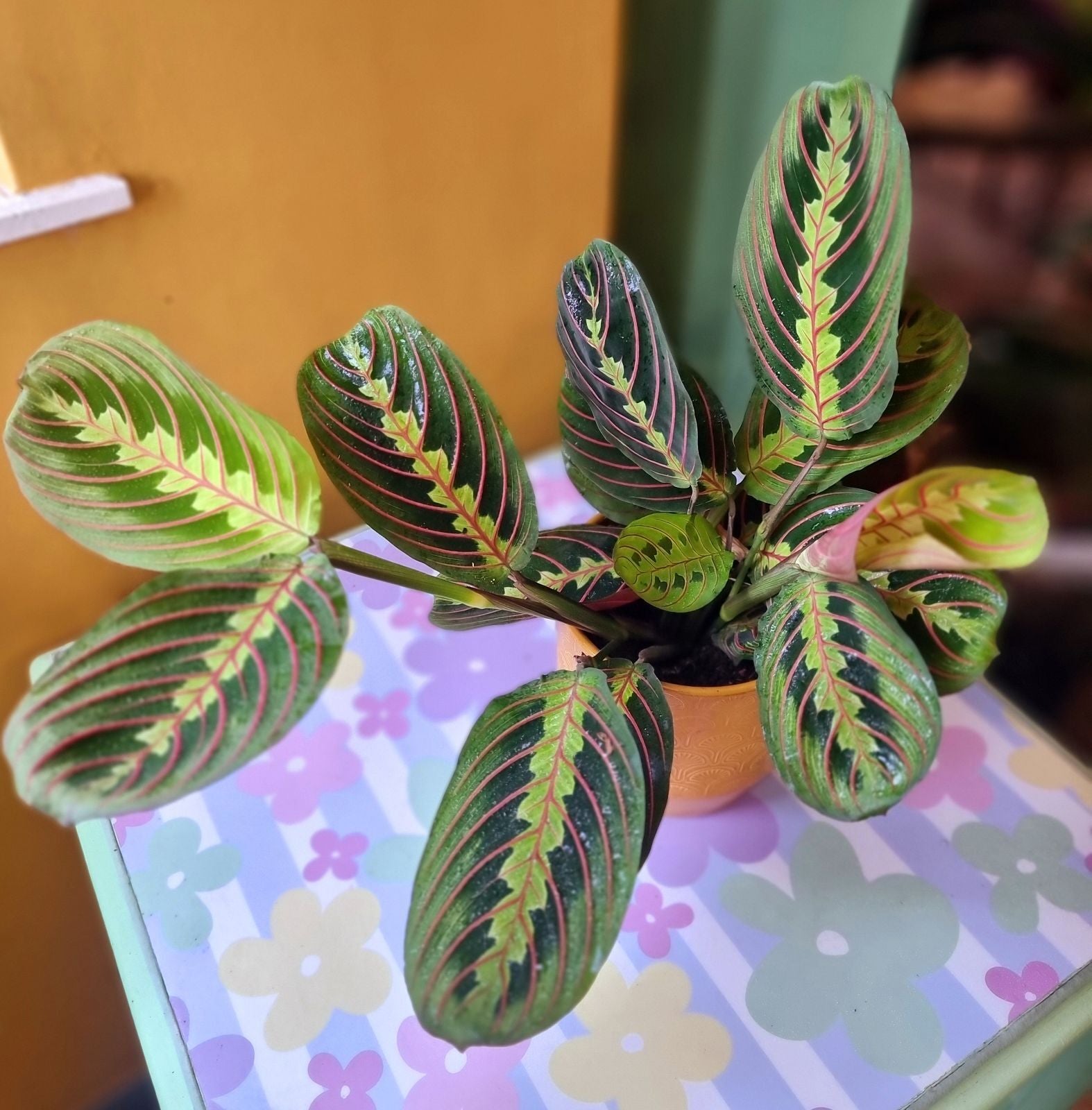 Maranta Fascinator - Herringbone Prayer plant | House of Foliage