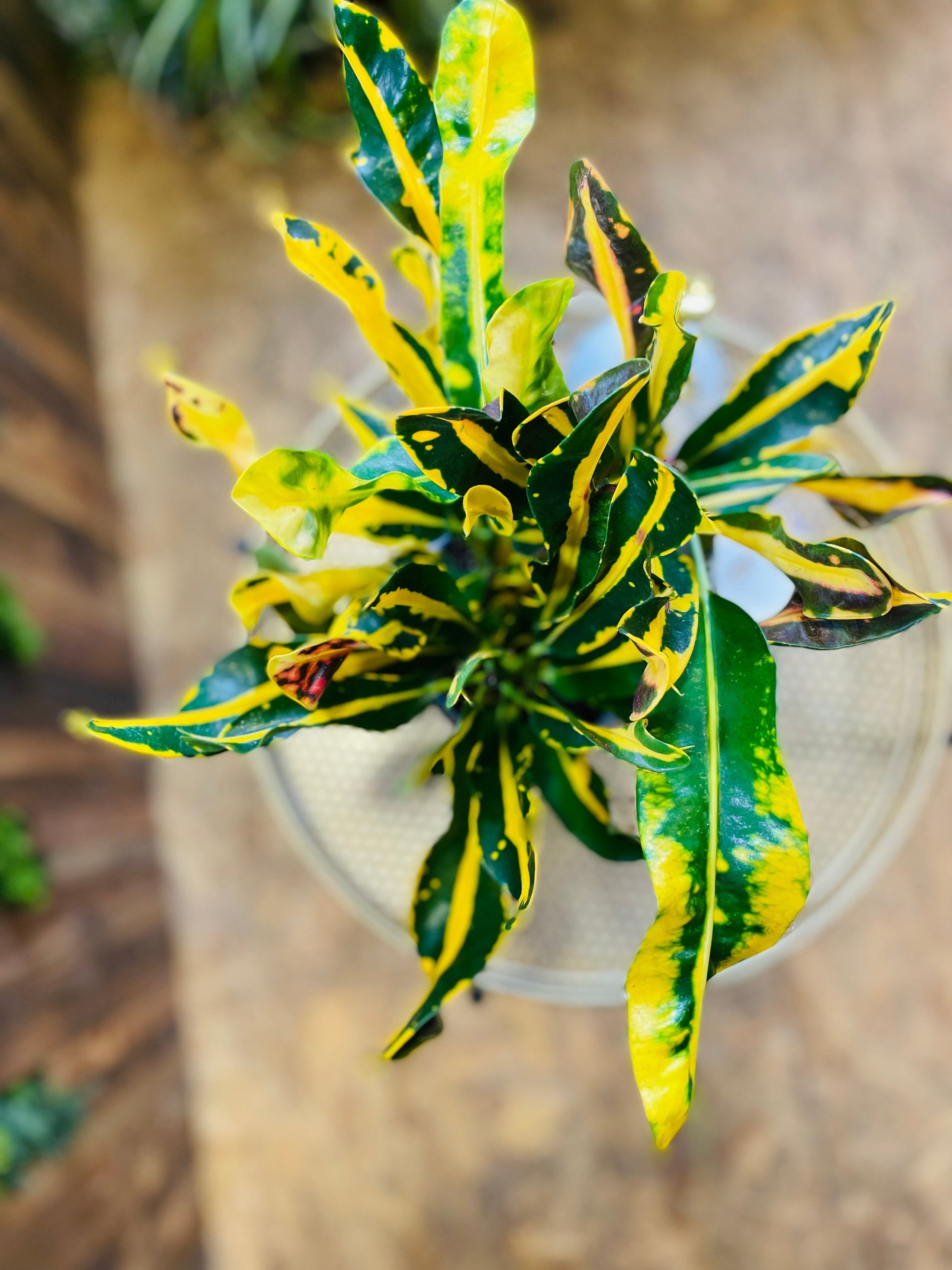 Codiaeum "Mammi" Croton plant | House of Foliage