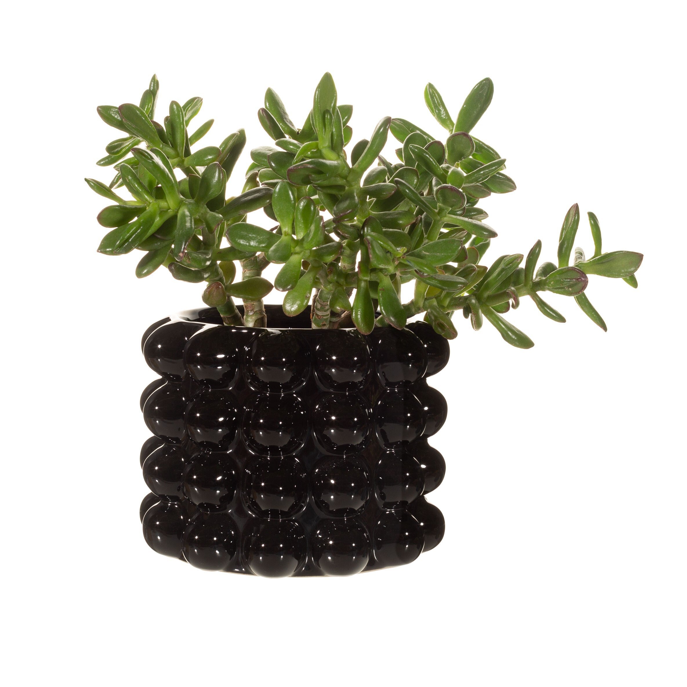 Black Bobble Planter | House of Foliage