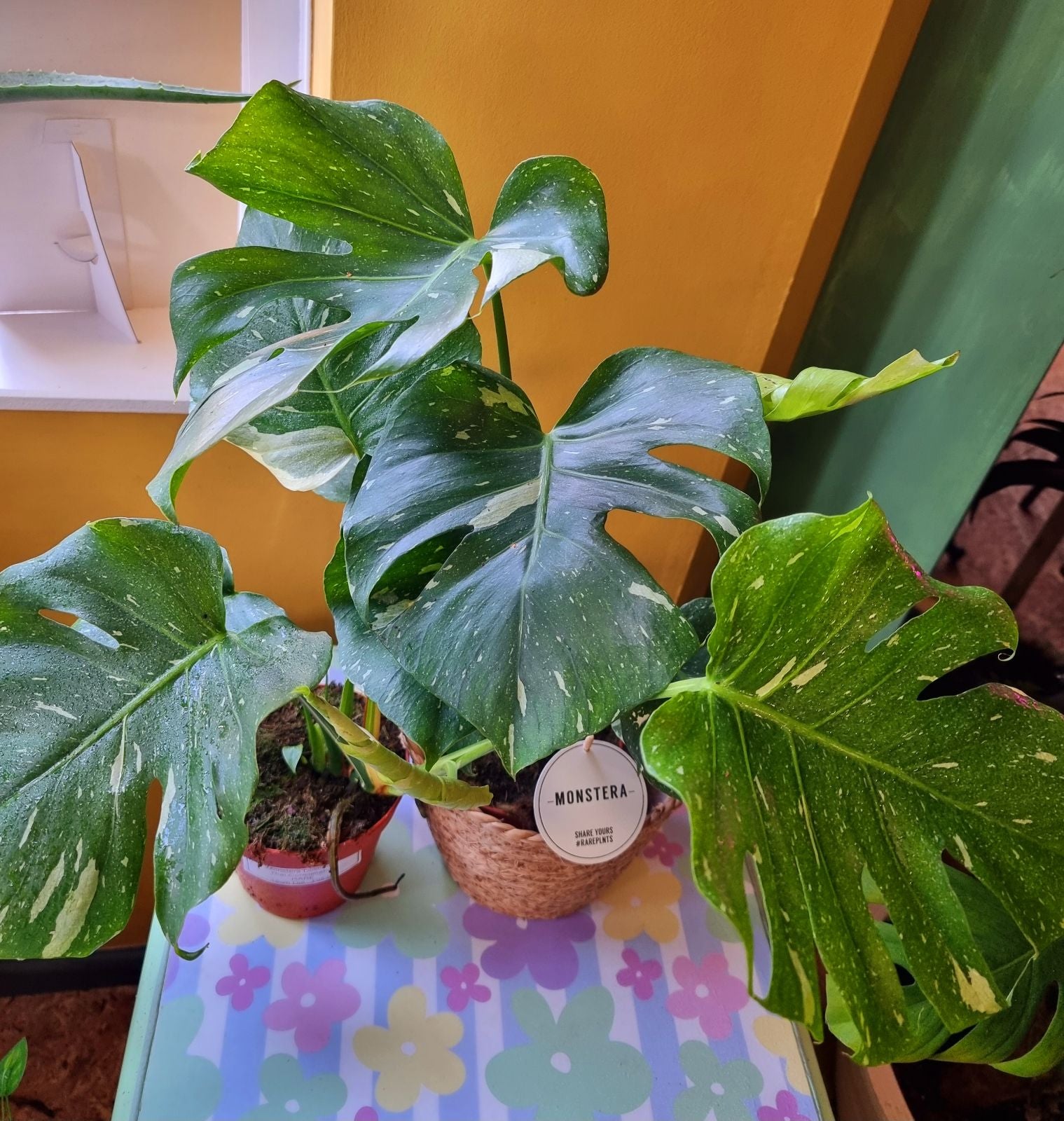 Monstera Del Thai Constellation | House of Foliage